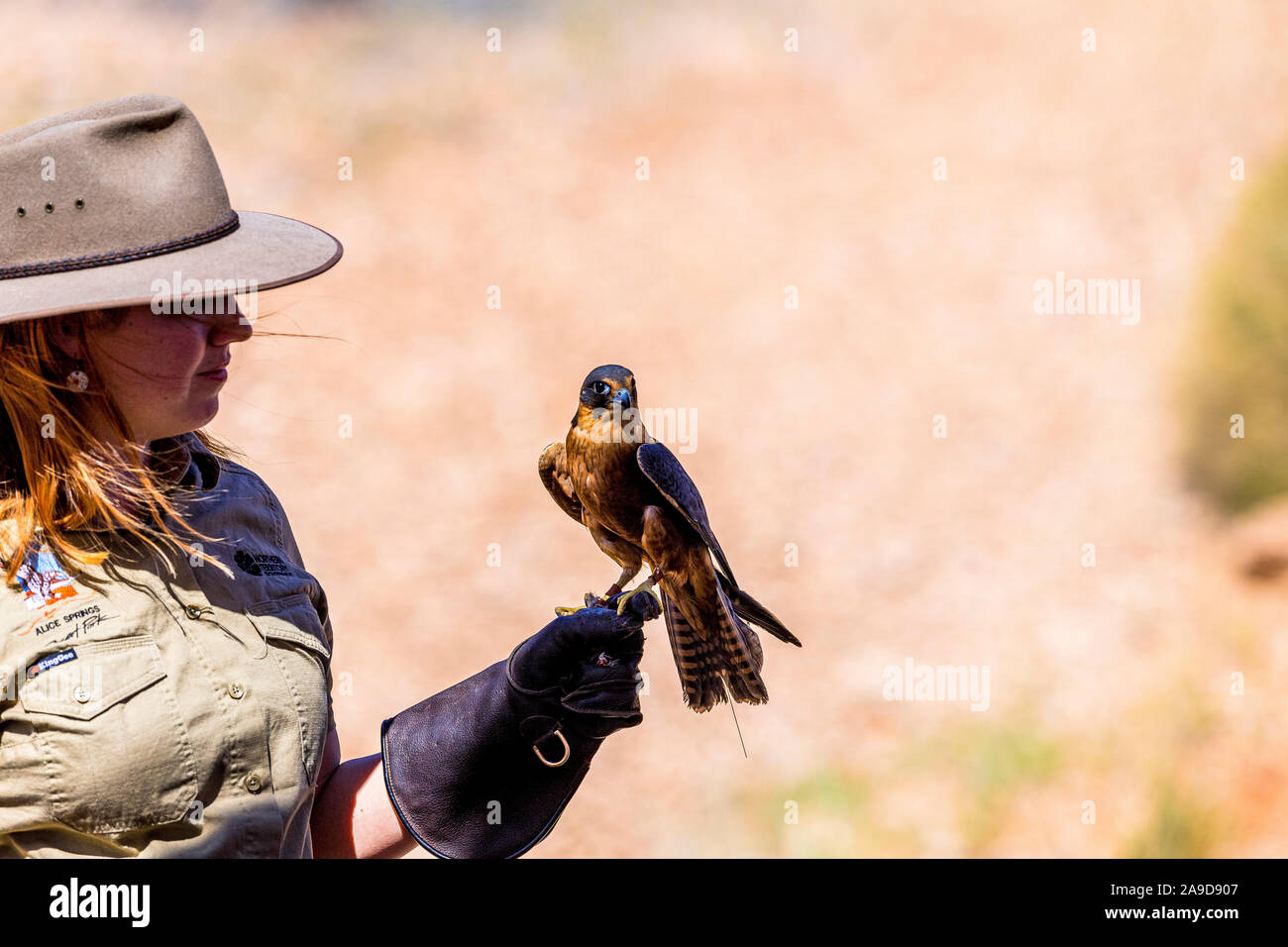 A ranger holds a Peregrine Falcon during a bird show at Alice Springs ...