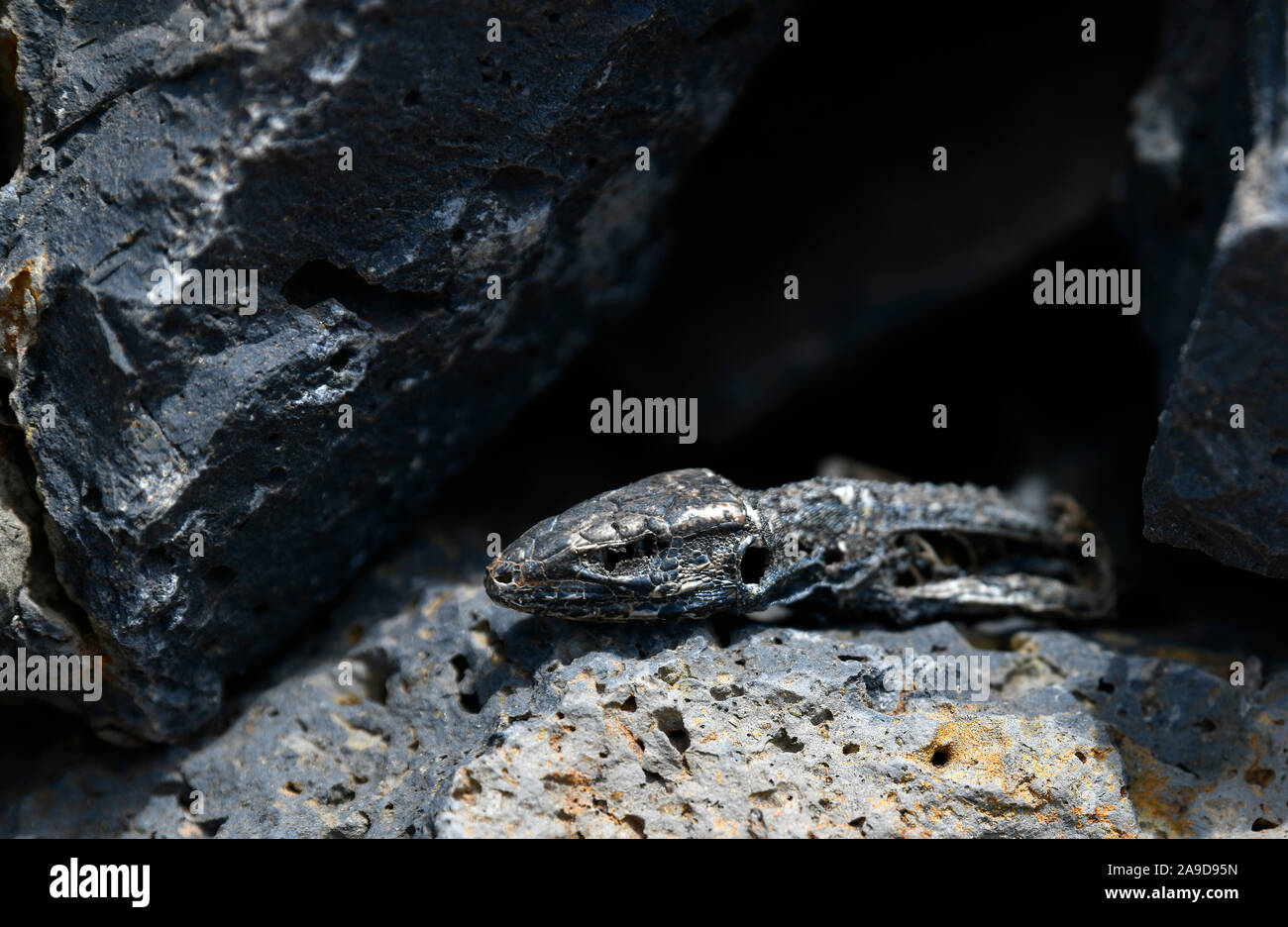 Skin of a dead Canary Lizard (Gallotia galloti) in a crevice, Tenerife ...