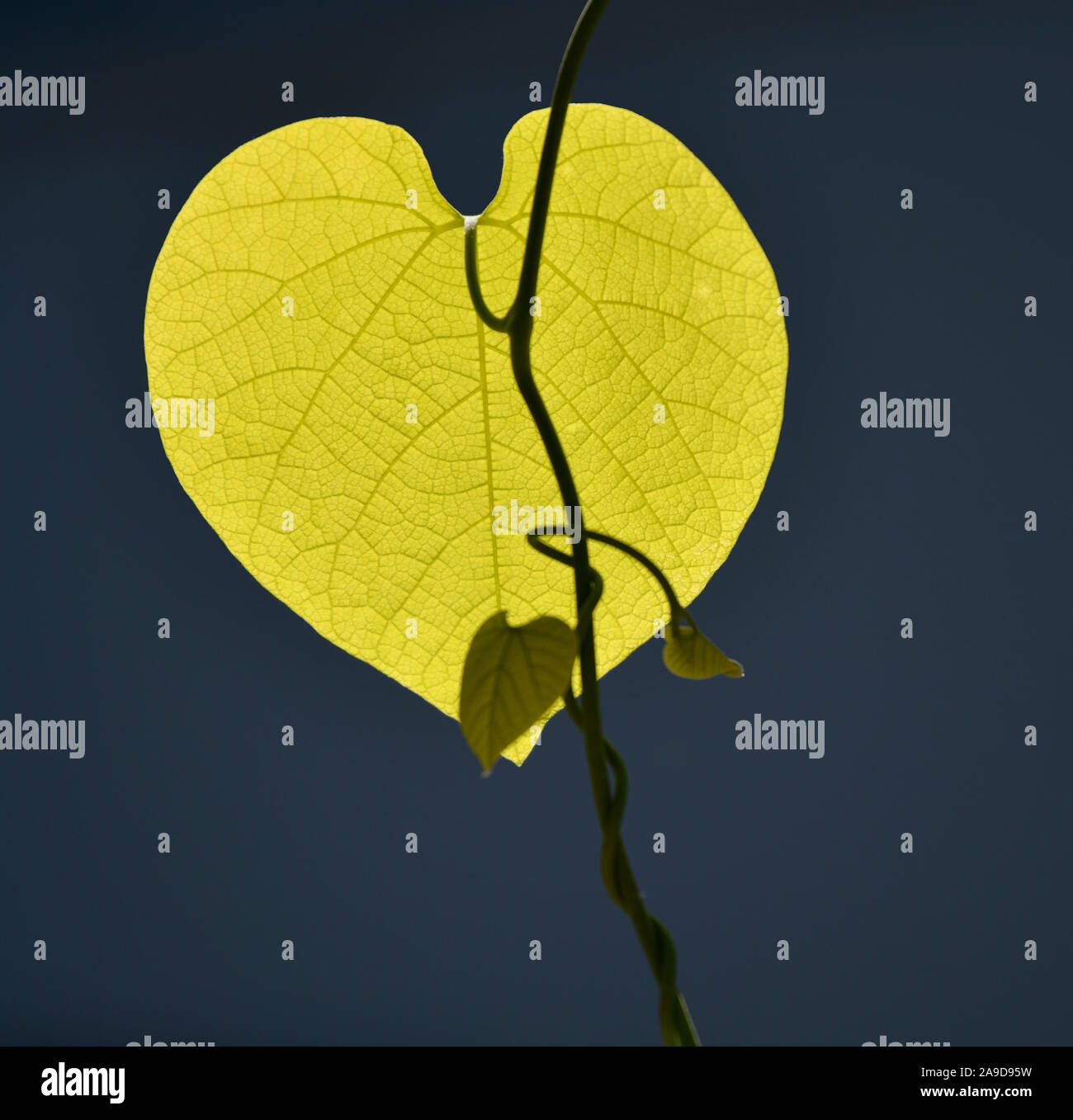 Leaf in the backlight Stock Photo - Alamy
