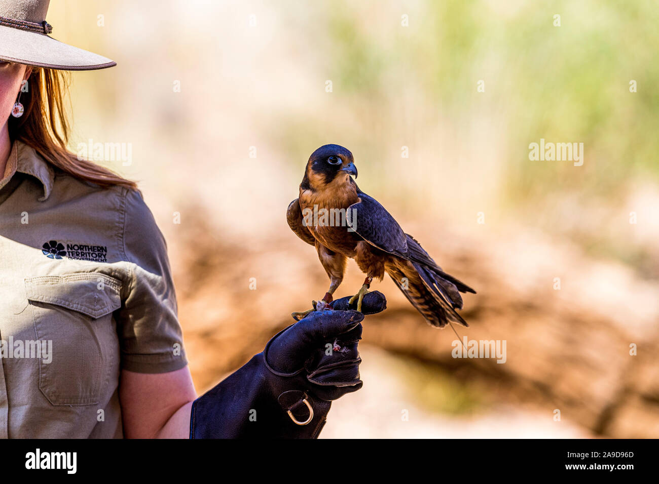 A ranger holds a Peregrine Falcon during a bird show at Alice Springs ...