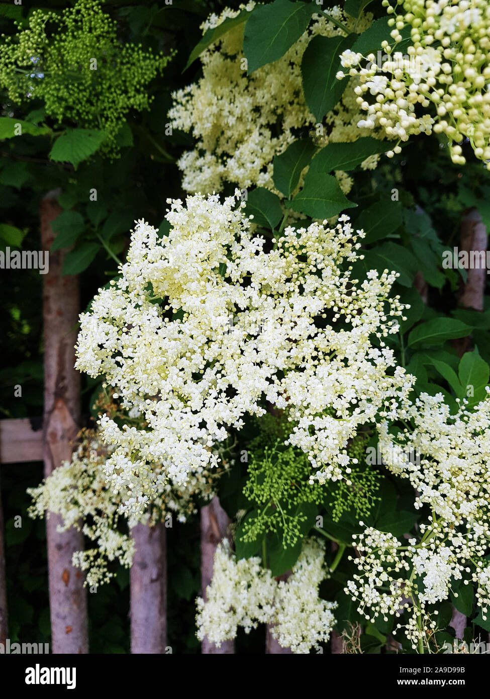 Elder grove hi-res stock photography and images - Alamy