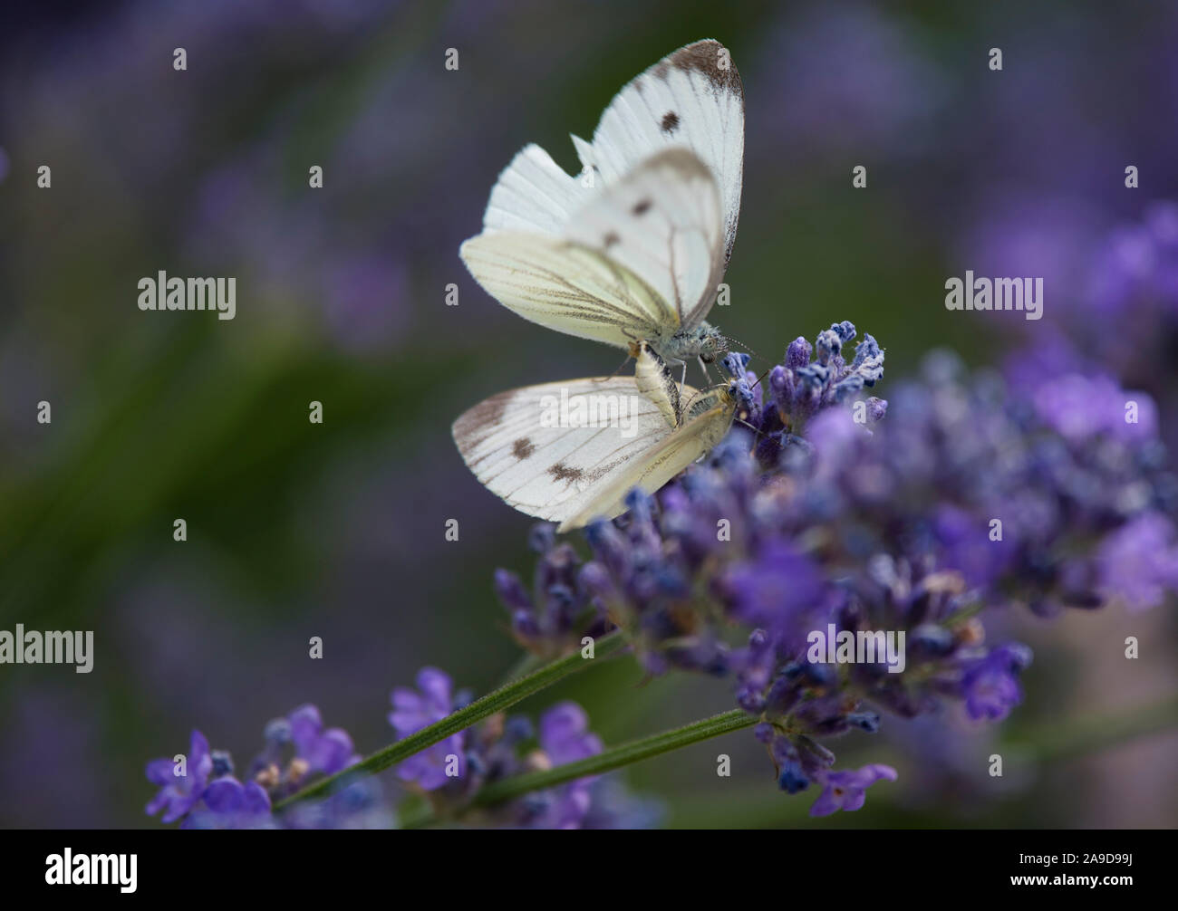 Small cabbage white (Pieris rapae) on real lavender (Lavandula ...