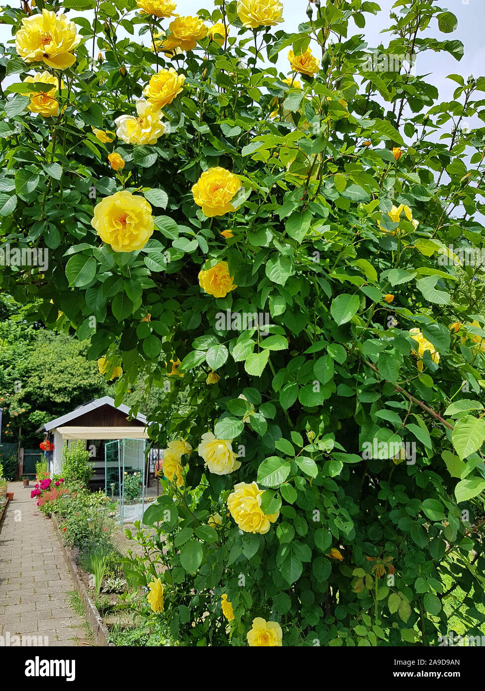Yellow dog roses with garden house Stock Photo - Alamy