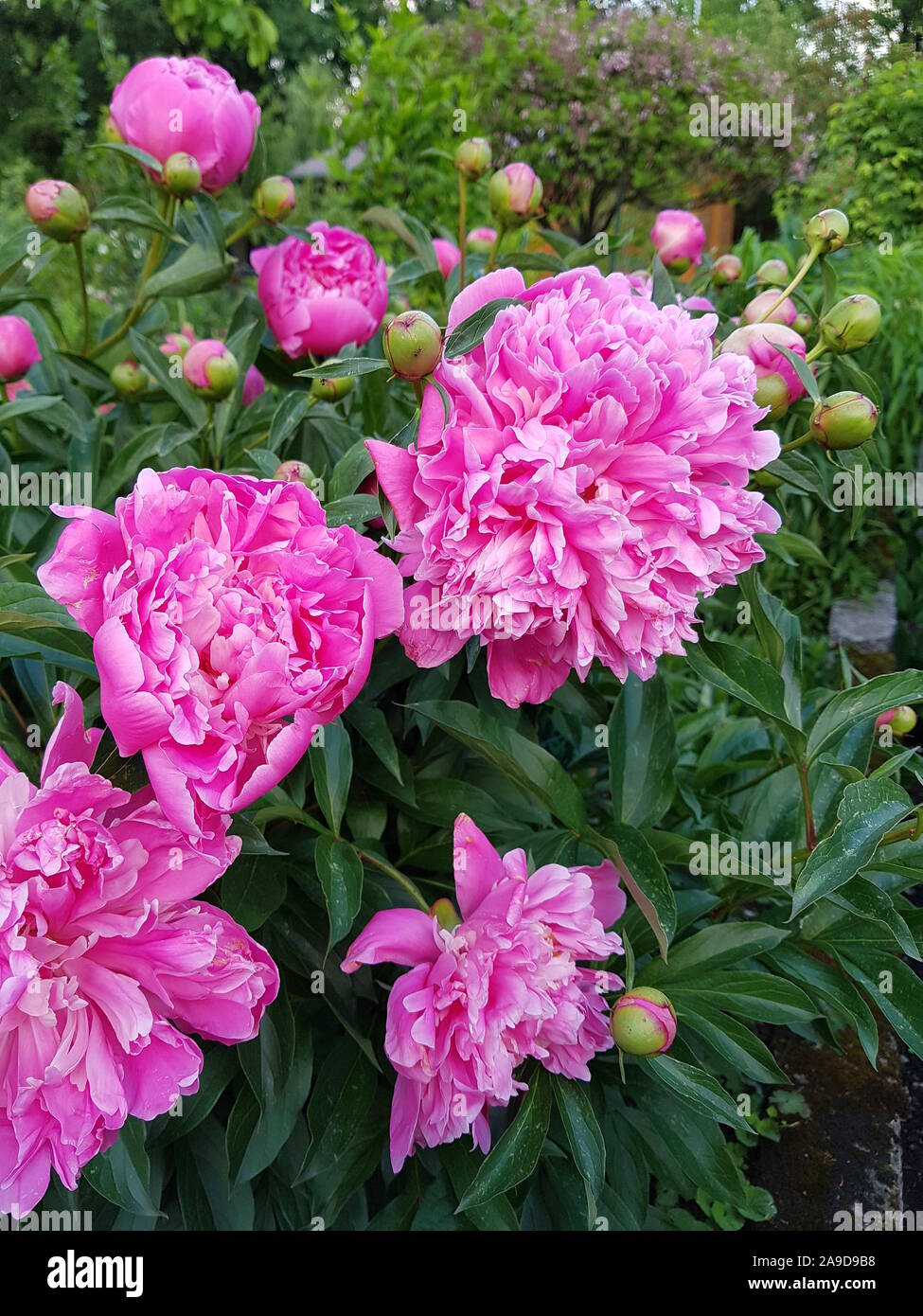 Peony bush, detail Stock Photo - Alamy