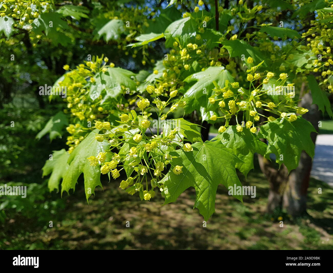 Blooming maple, Acer platanoides Stock Photo - Alamy