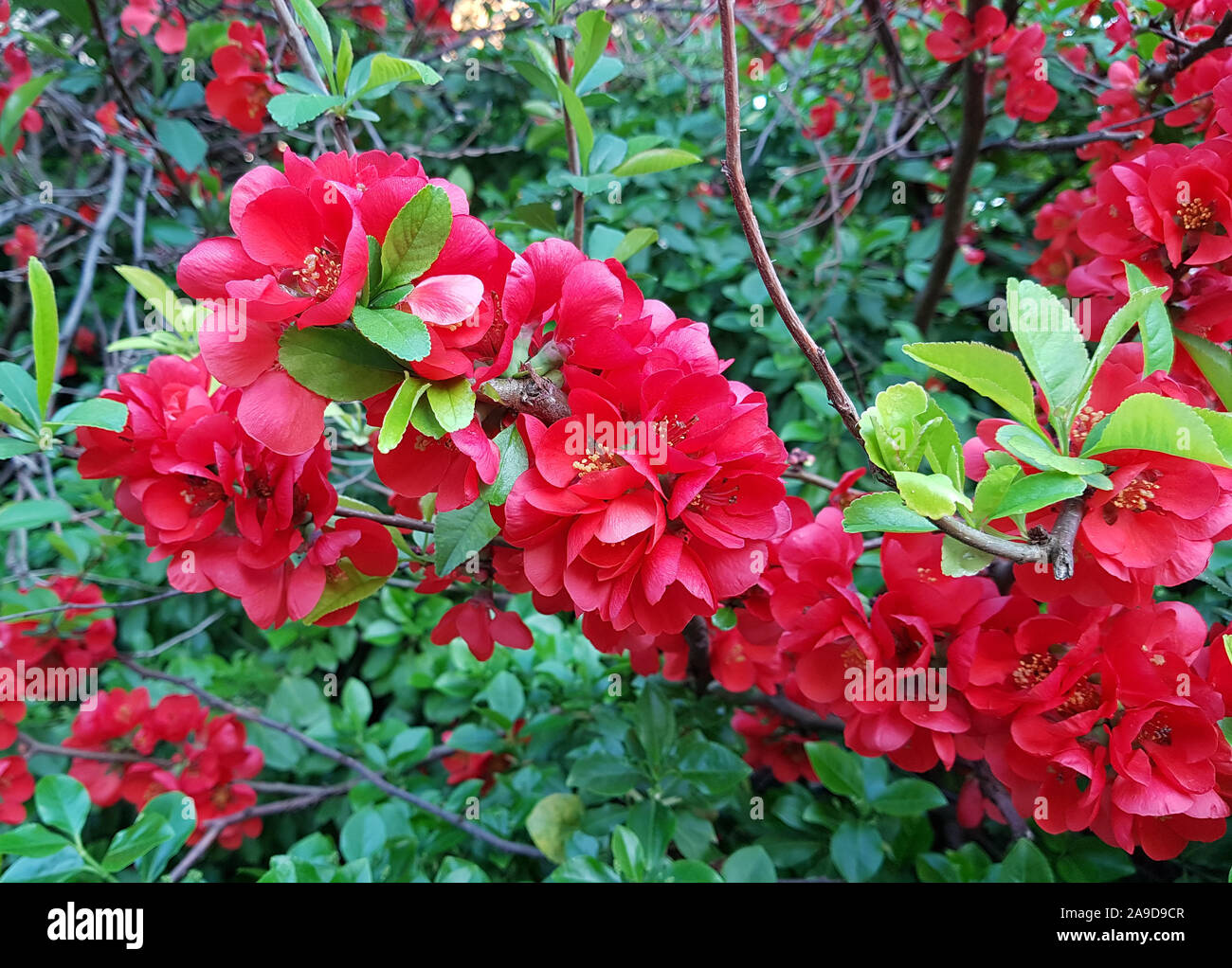Red flowering shrub in spring Stock Photo - Alamy