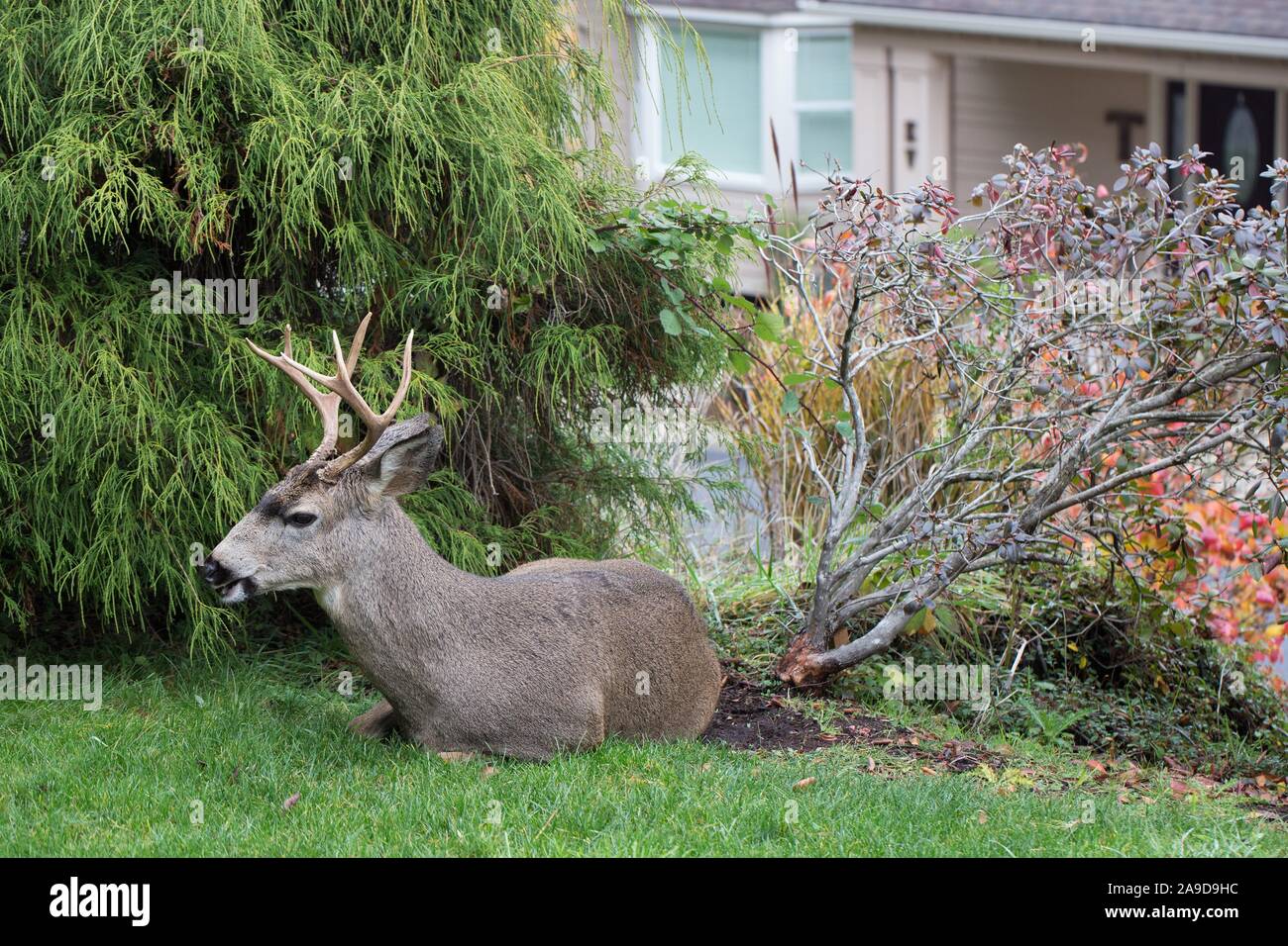 Lawn resting hi-res stock photography and images - Alamy