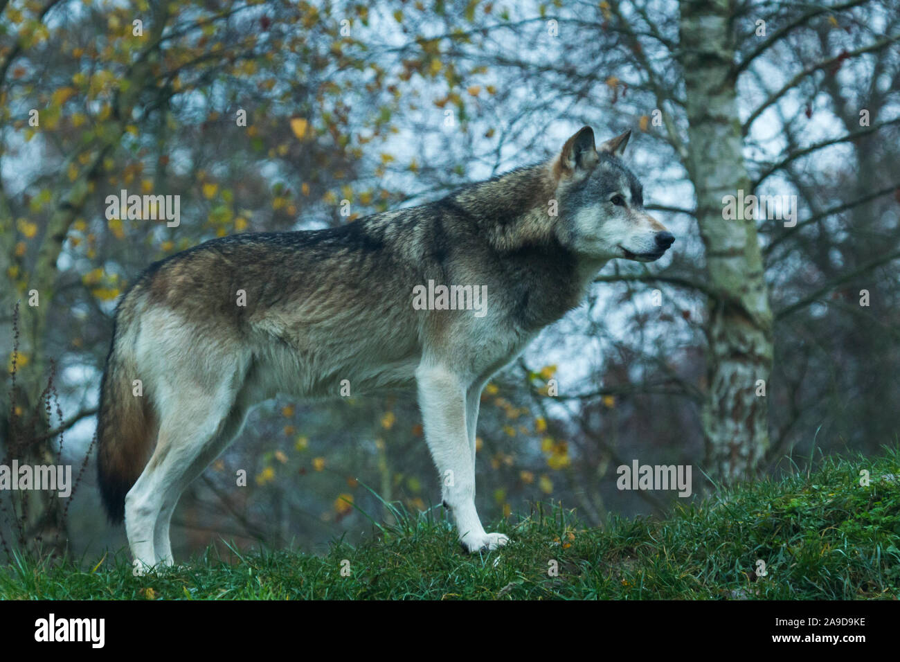 Grey captive Northwestern Wolf (Canis Lupus Occidentalis) also known as ...
