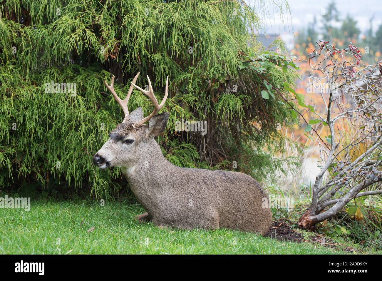 Resting lawn hi-res stock photography and images - Alamy