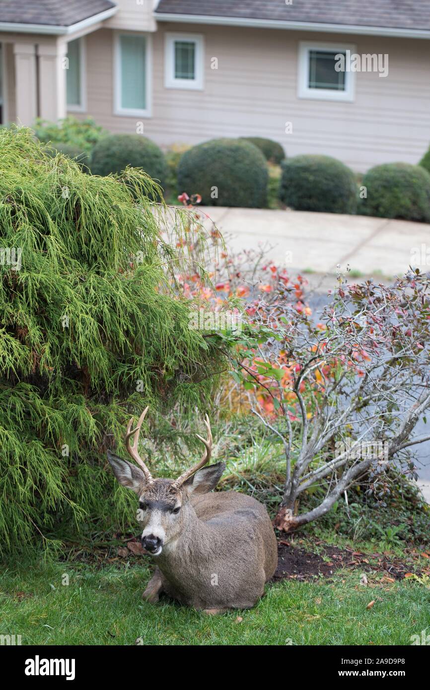 A large buck resting on a lawn in Eugene, Oregon, USA Stock Photo - Alamy
