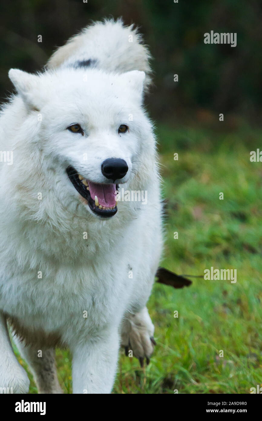 White coated captive Artic Wolf (Canis Lupus Arctos) also known as a ...