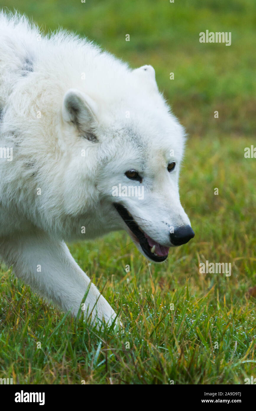 White coated captive Artic Wolf (Canis Lupus Arctos) also known as a ...