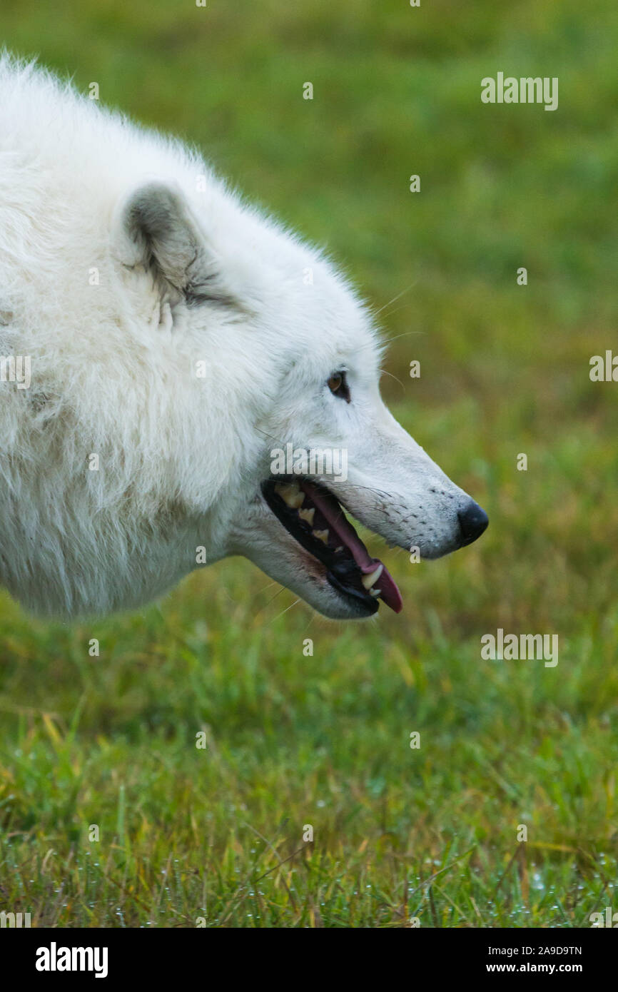White coated captive Artic Wolf (Canis Lupus Arctos) also known as a ...