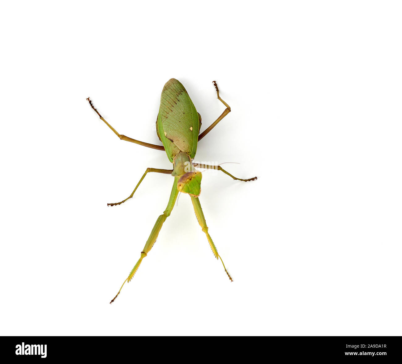 large green mantis on a white background, top view Stock Photo - Alamy