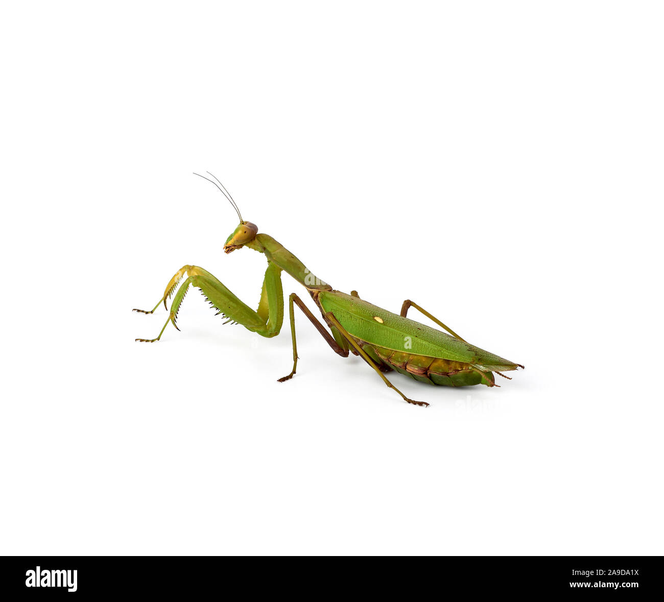 large green mantis with long antennas stands sideways, close up Stock ...
