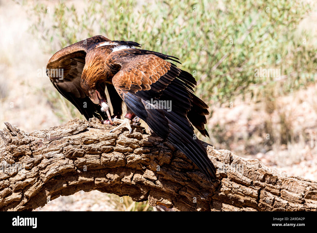 A wedge-tailed eagle eats a mouse whilst sitting on a log in Alice ...