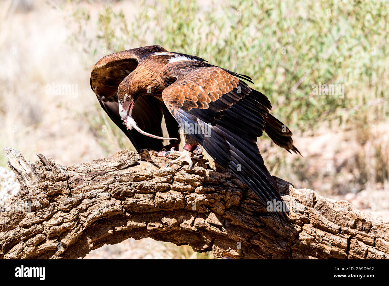 A wedge-tailed eagle eats a mouse whilst sitting on a log in Alice ...