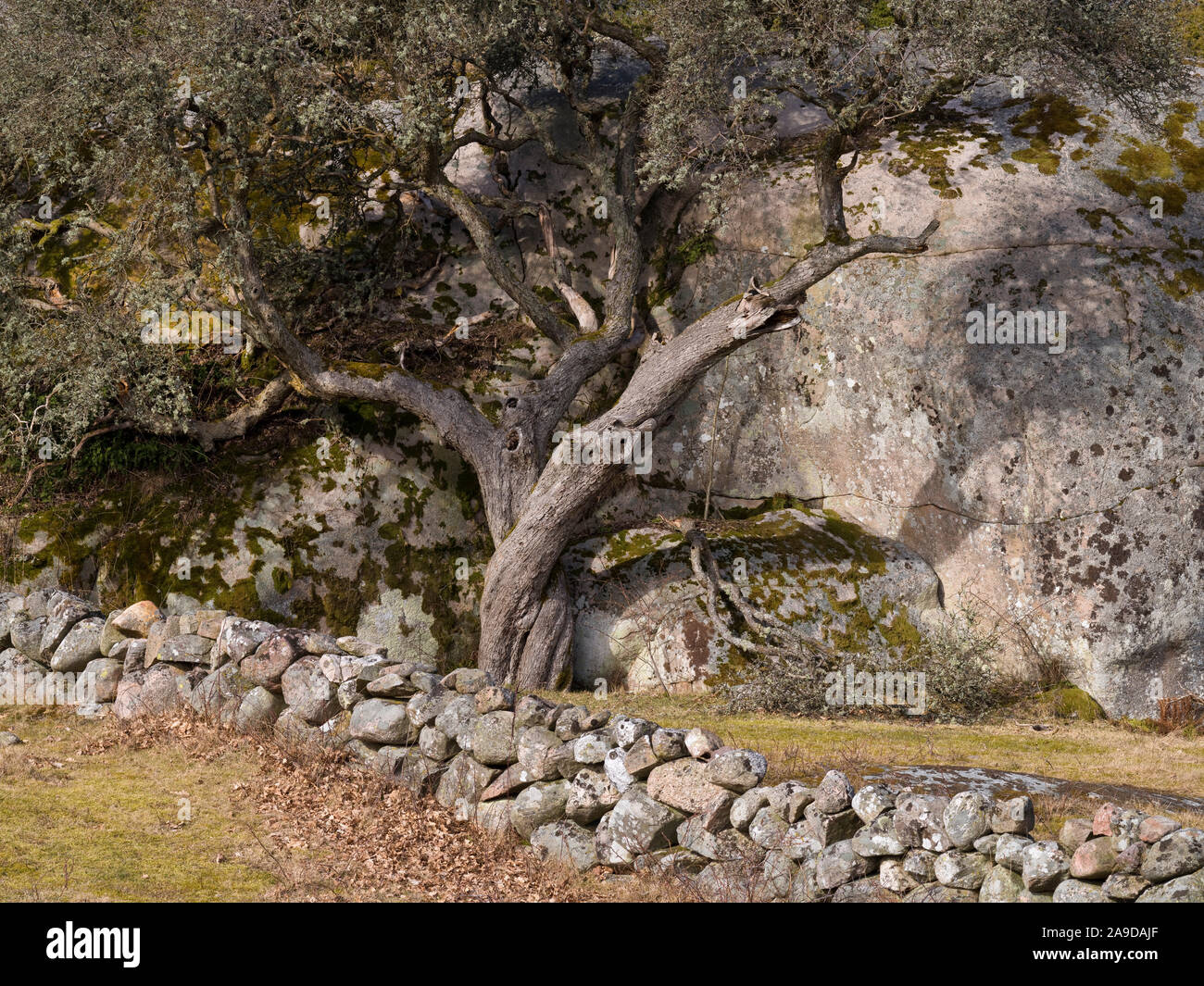 Sweden, Bohus, West coast, Kattegat, old apple tree at the granite ...