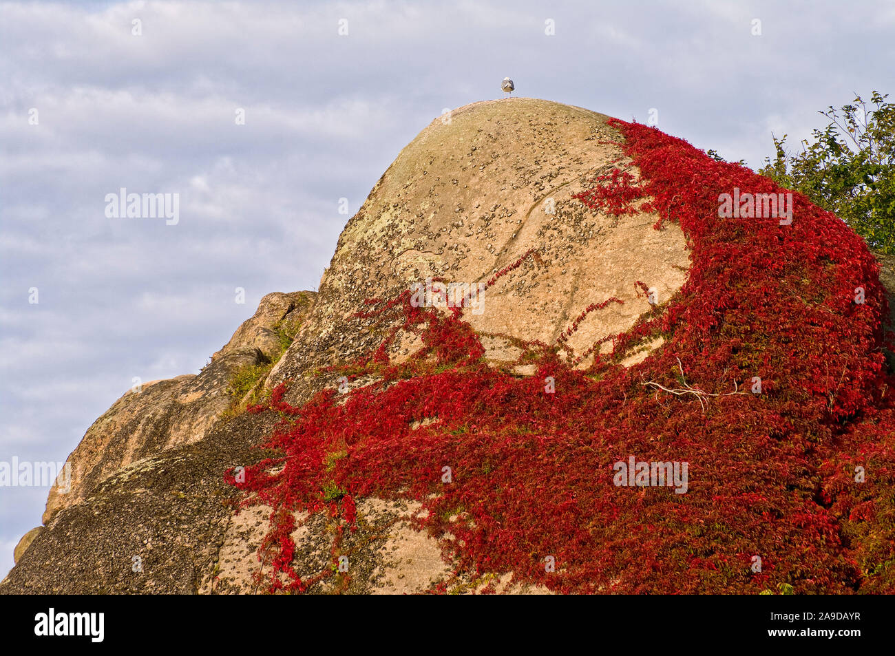 Sweden, Bohus, West coast, Kattegat, Wild Wine on the granite rocks of ...