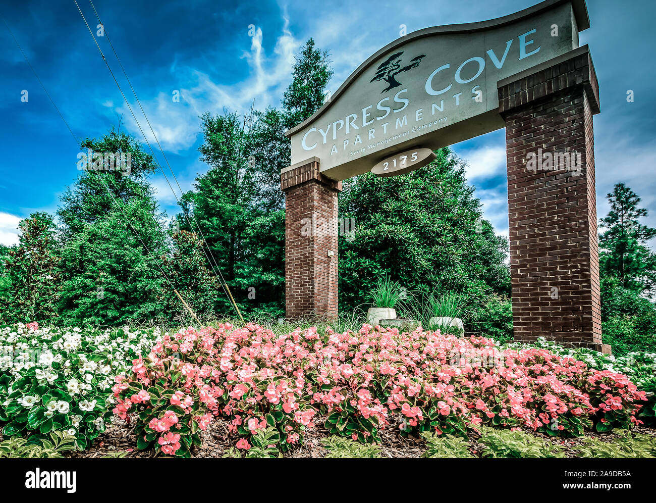 Begonias flowers plants hi-res stock photography and images - Alamy
