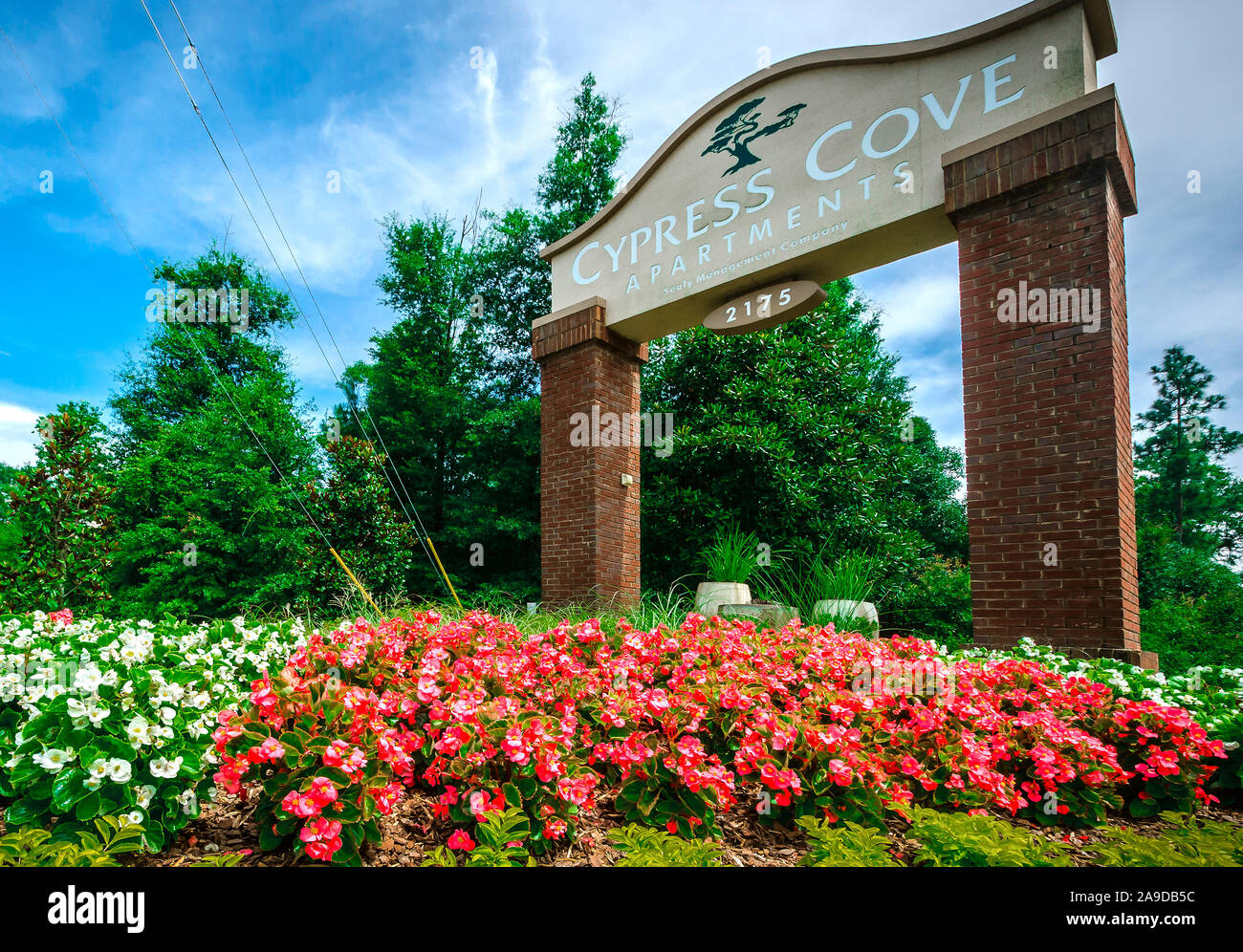 Begonias flowers plants hi-res stock photography and images - Alamy