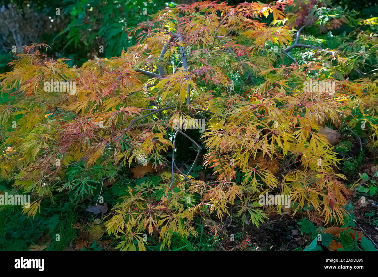 Prostrate form hi-res stock photography and images - Alamy