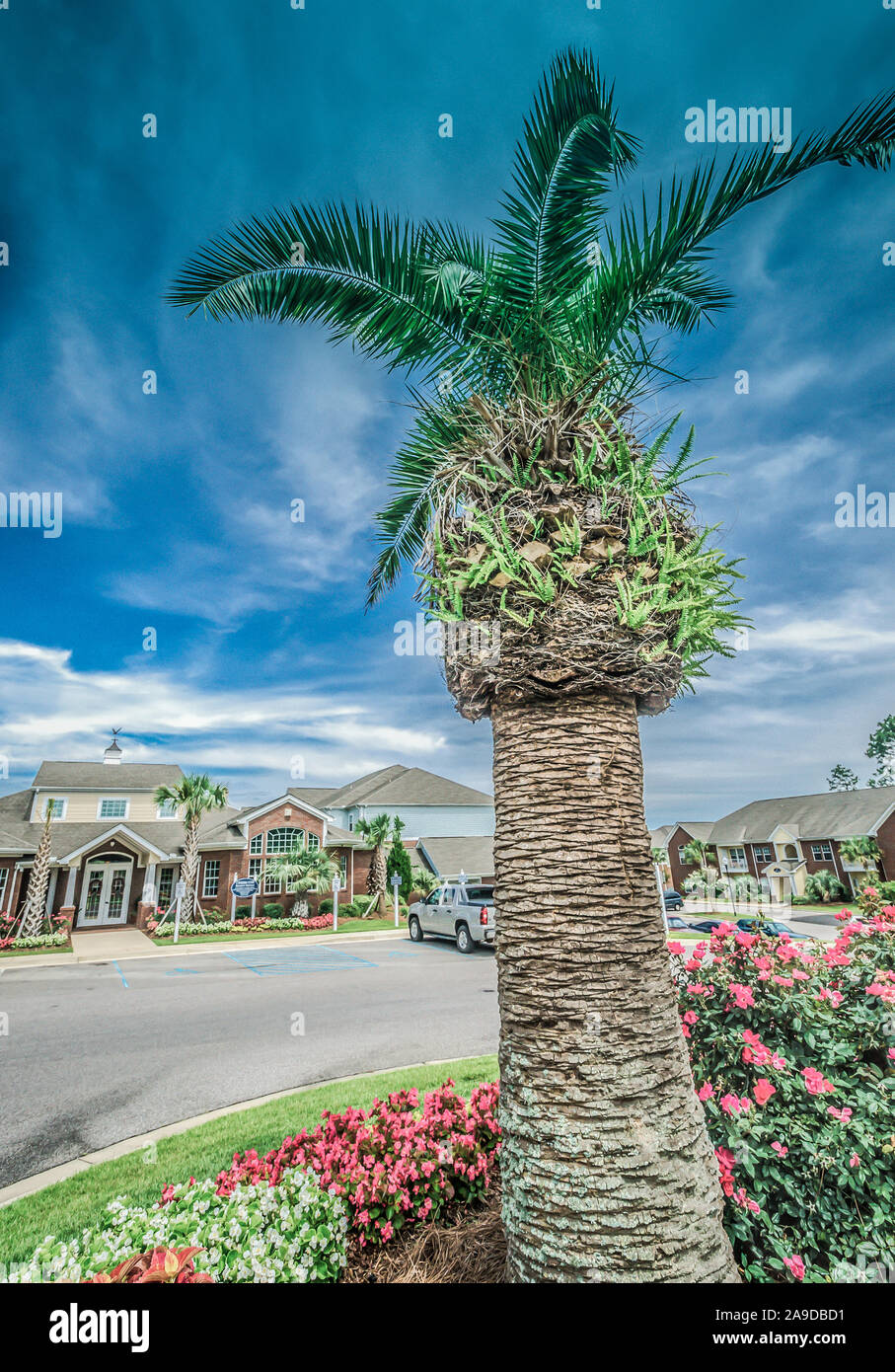 Palm trees and flowers are planted at the entrance to Cypress Cove ...