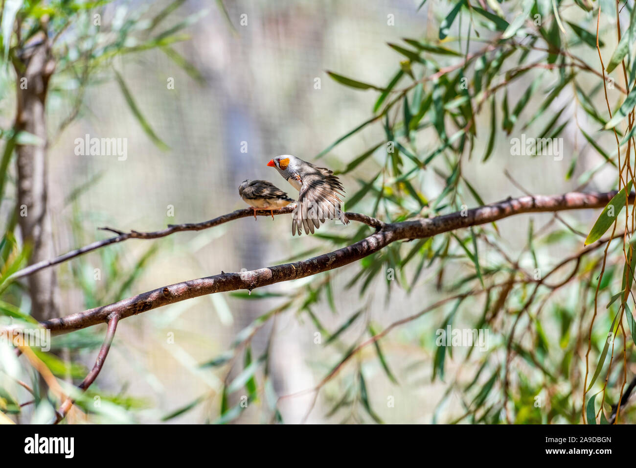 The zebra finch (Taeniopygia guttata) is the most common estrildid ...