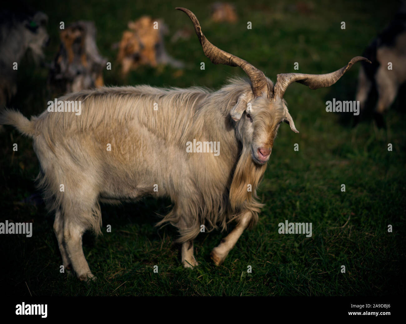 Billy goat standing in hi-res stock photography and images - Alamy