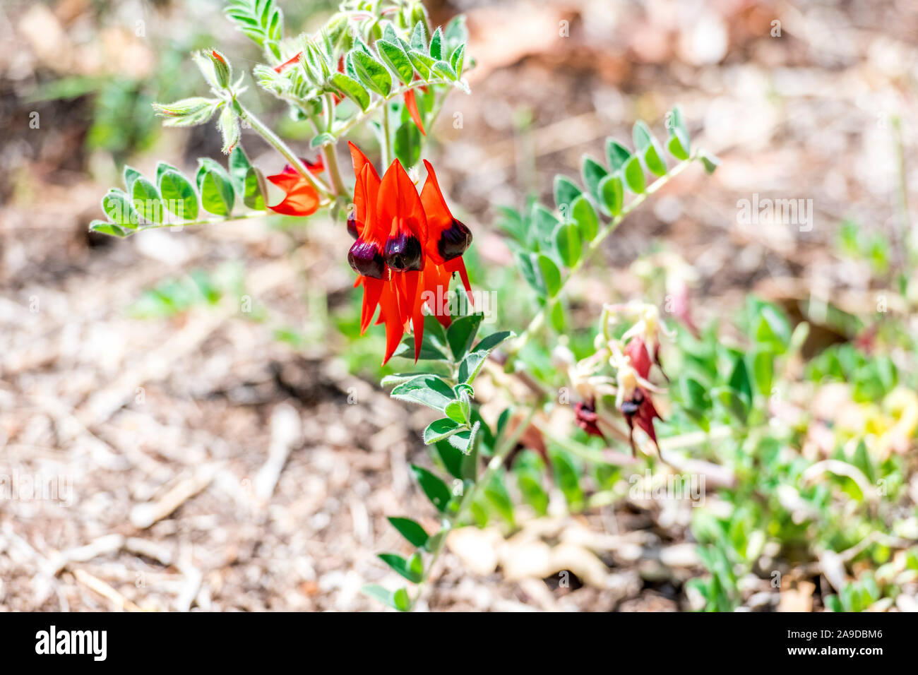 Swainsona formosa, Sturt's Desert Pea, is an Australian plant in the ...