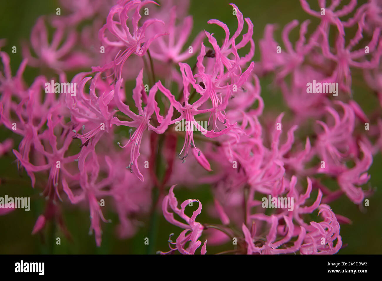 Nerine Undulata High Resolution Stock Photography and Images - Alamy