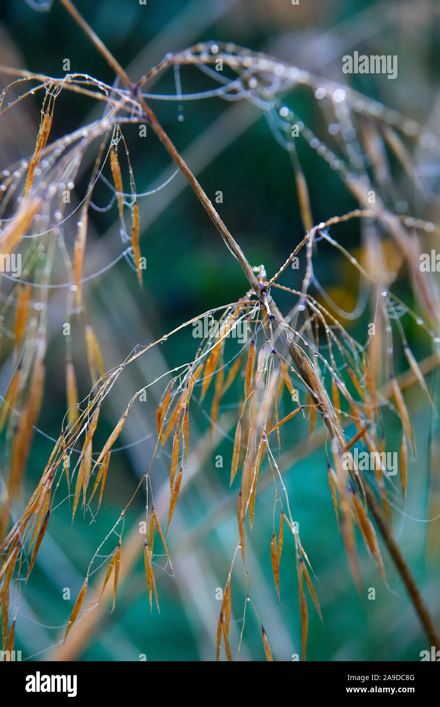 Stipa seedheads hi-res stock photography and images - Alamy