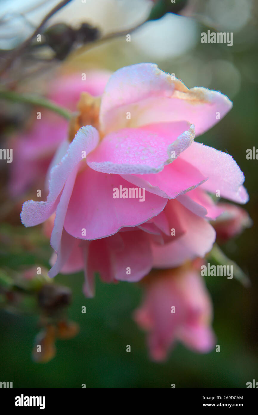 Felicia Rose High Resolution Stock Photography and Images - Alamy