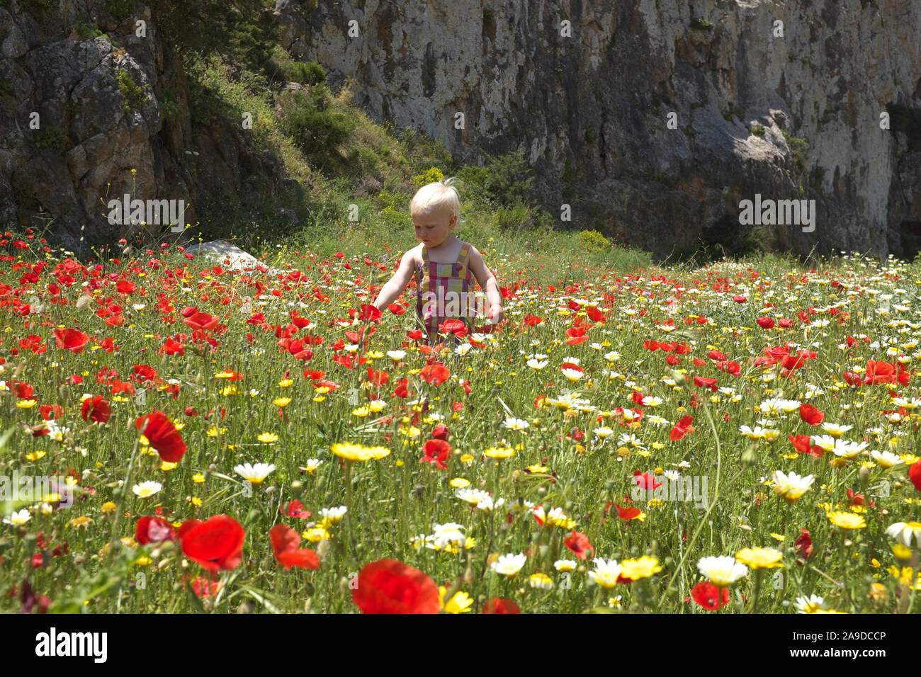 Child in the flower field Stock Photo - Alamy