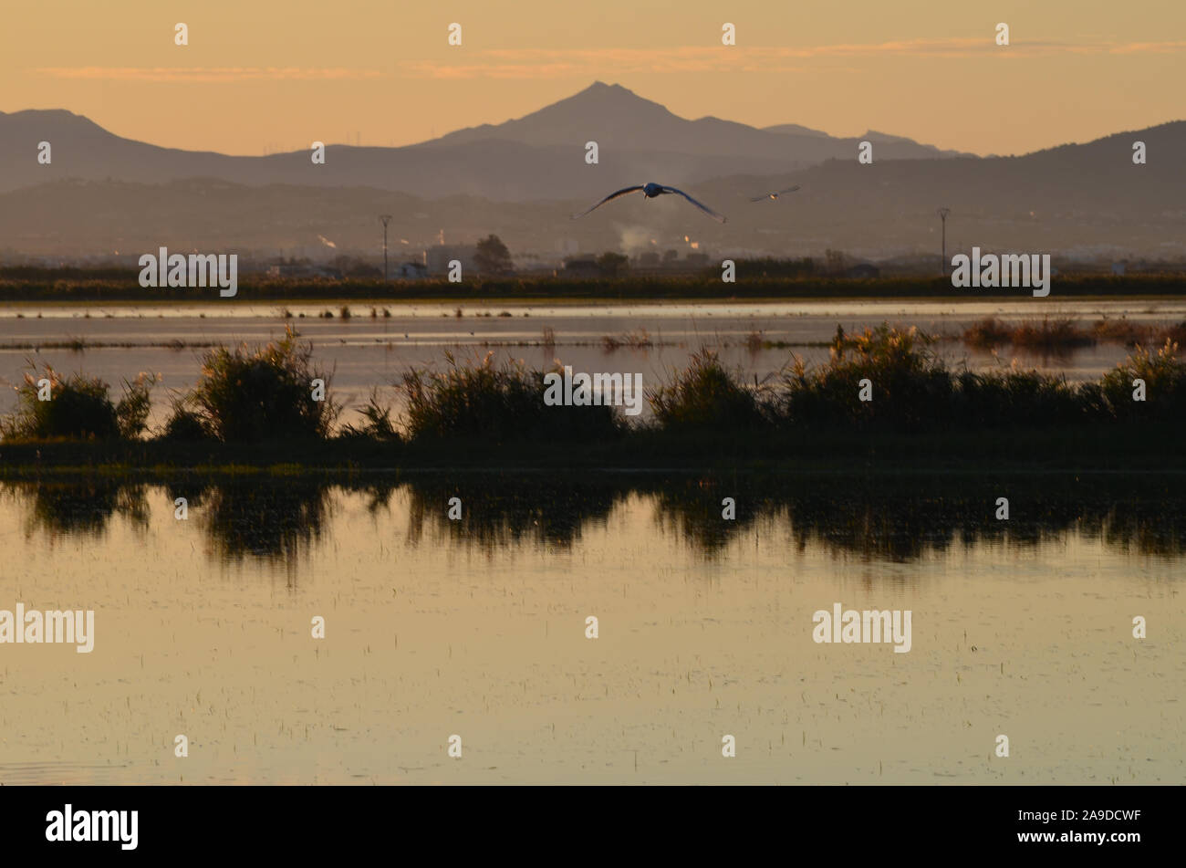 The Albufera natural park, a wetland of international importance in ...