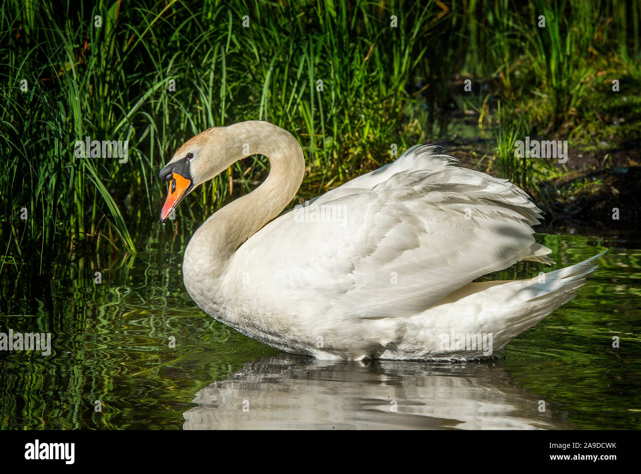 A female swan in a pond surrounded by green grass Stock Photo - Alamy