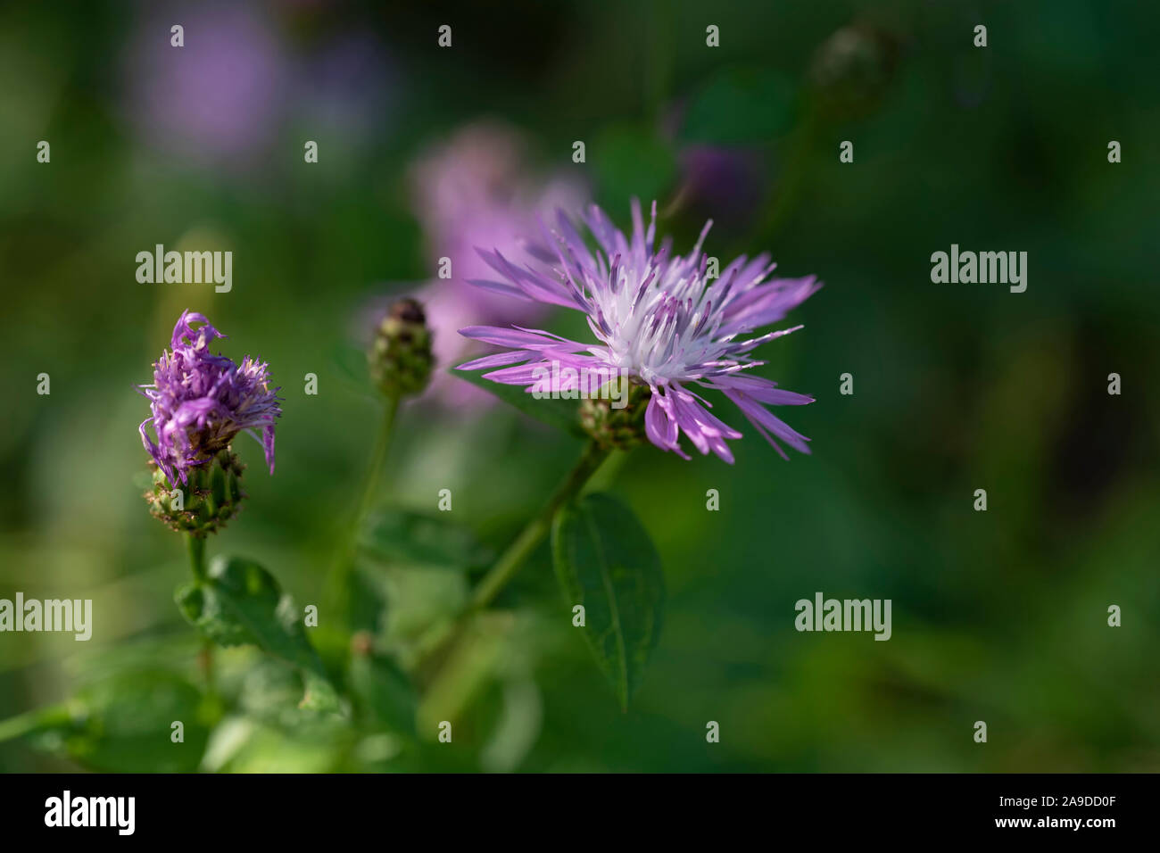Macro of a Centaurea Stock Photo - Alamy