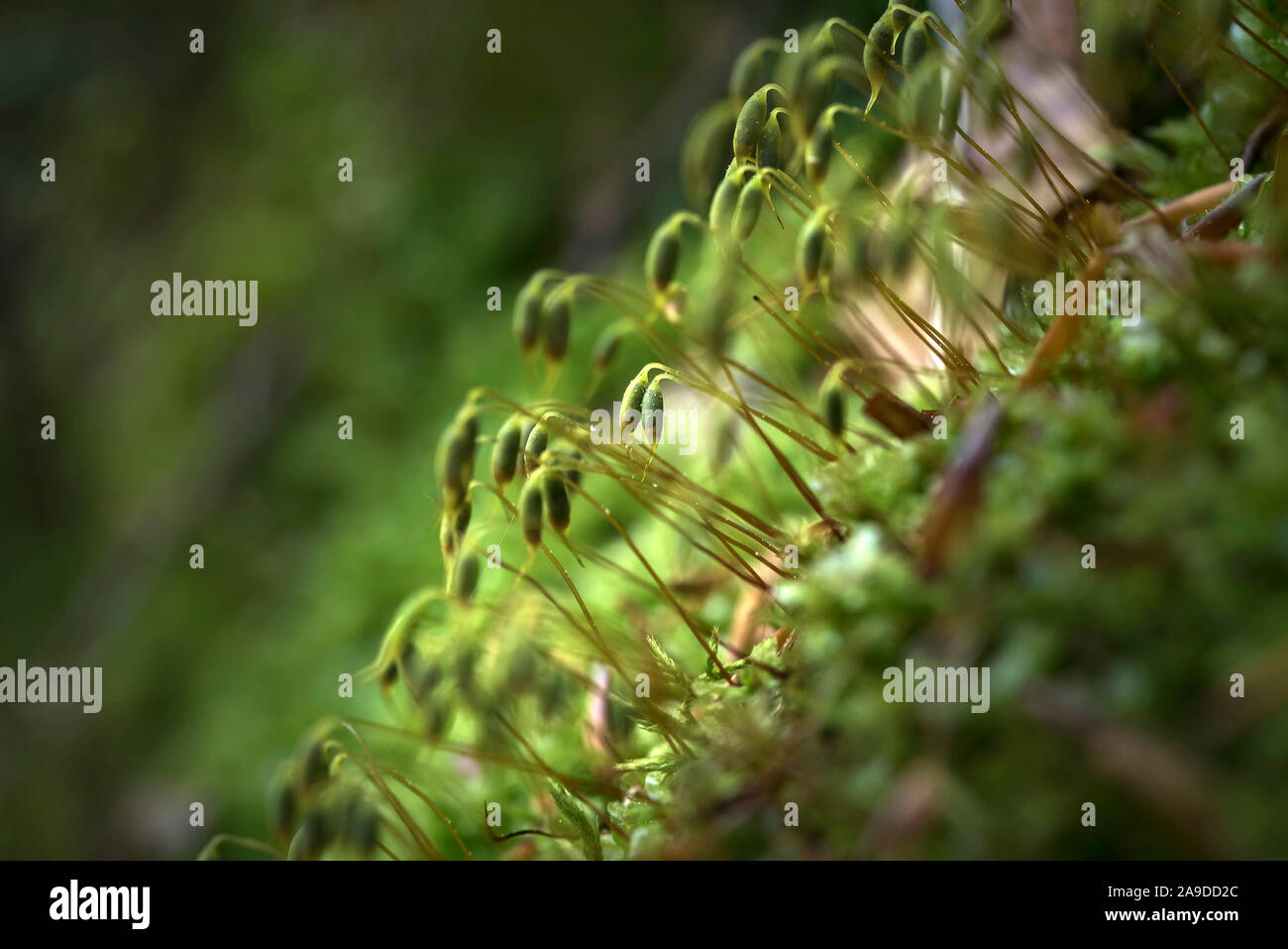 Macro moss in the forest Stock Photo - Alamy