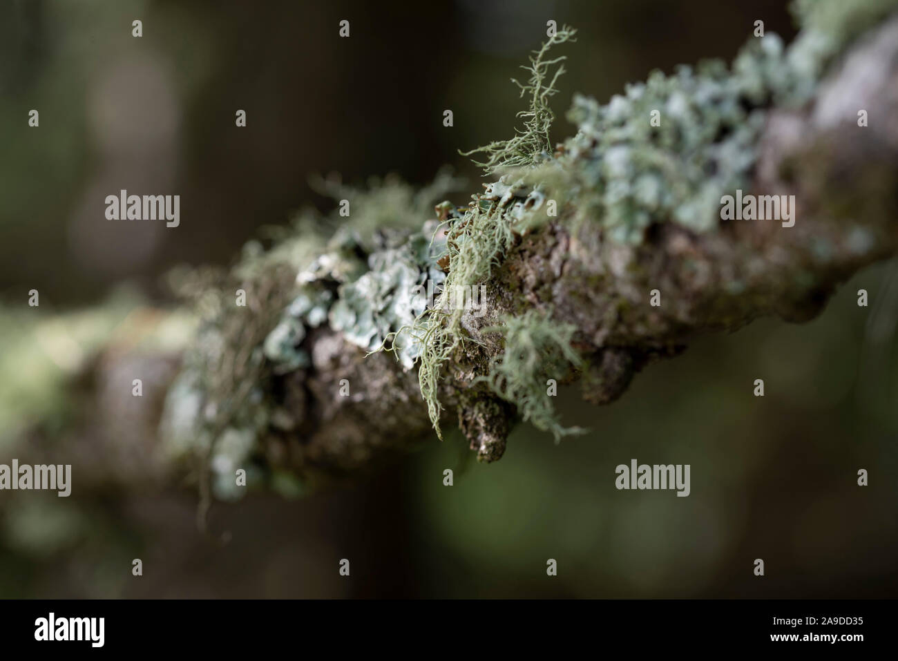 Macro moss in the forest Stock Photo - Alamy