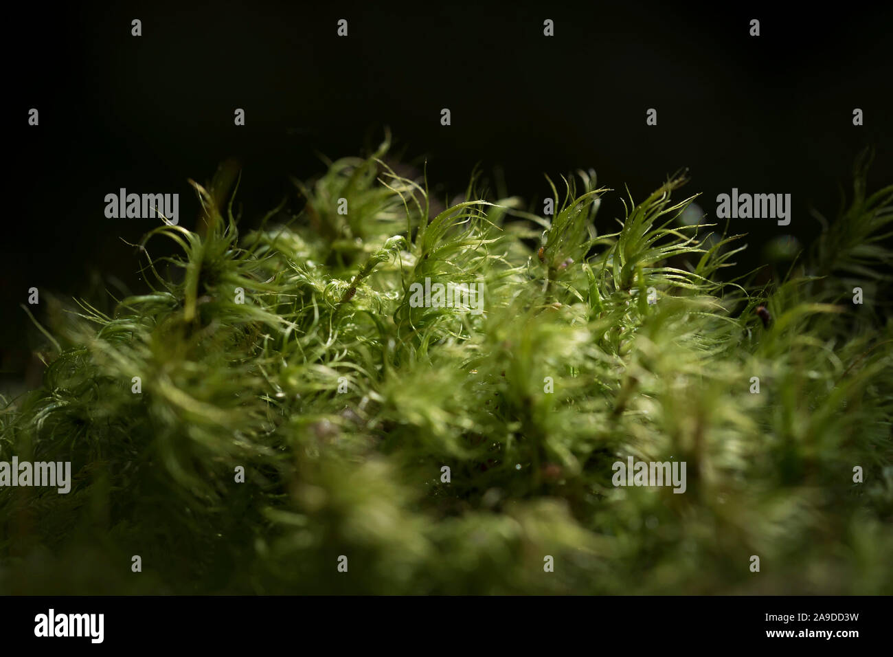 Macro moss in the forest Stock Photo - Alamy