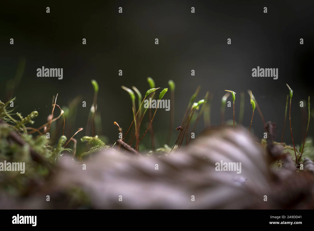 Macro moss in the forest Stock Photo - Alamy