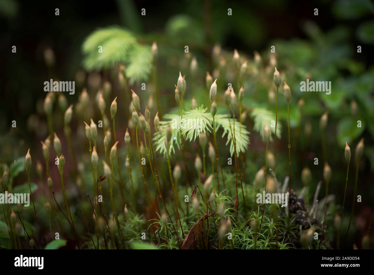 Macro moss in the forest Stock Photo - Alamy