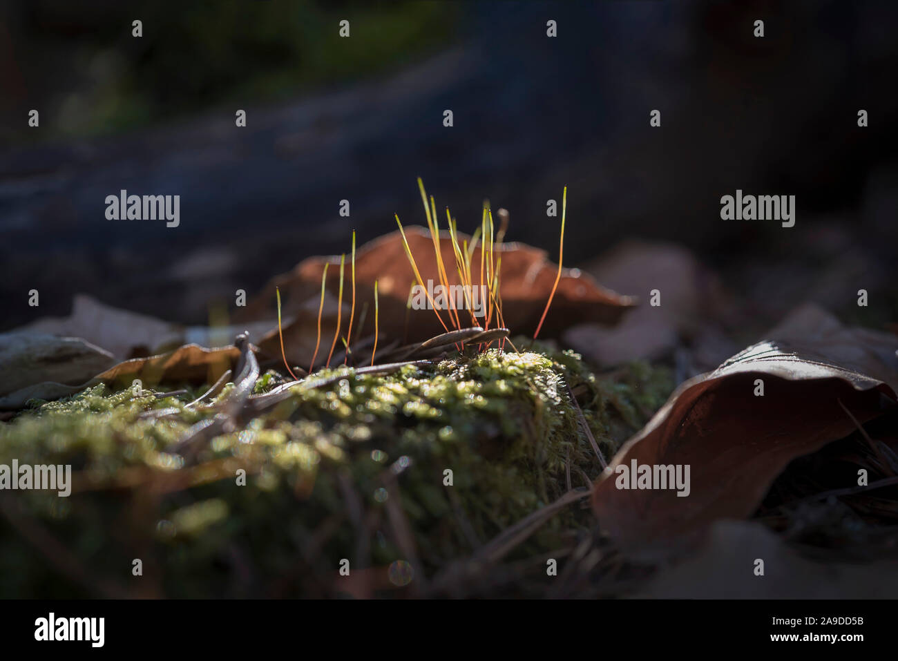 Macro moss in the forest Stock Photo - Alamy
