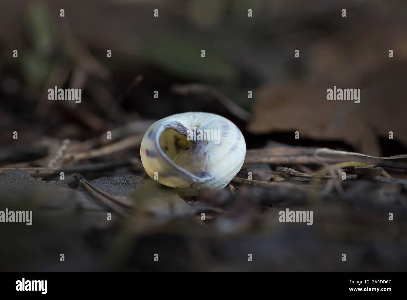 Macro snail shell Roman snail Stock Photo - Alamy