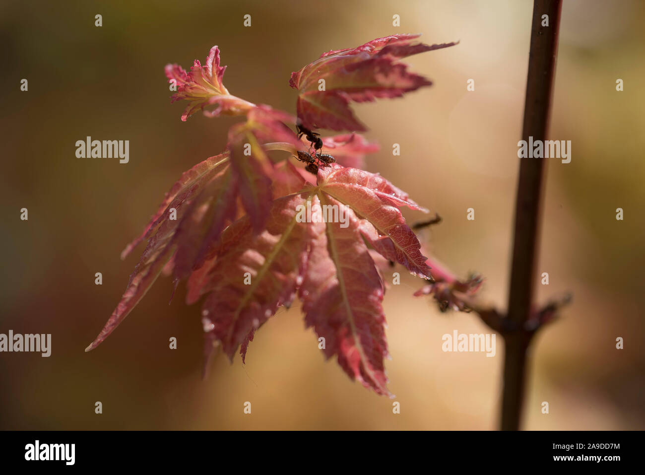Macro of a Japanese maple with ants Stock Photo - Alamy