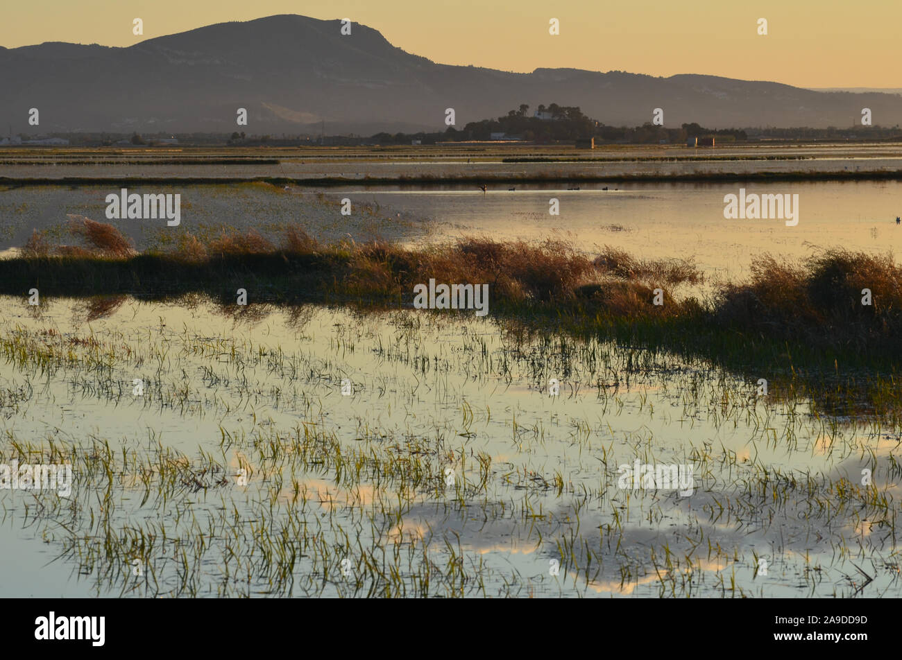 The Albufera natural park, a wetland of international importance in ...