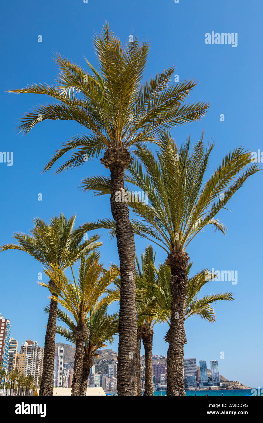 A view of Palm Trees on Levante Beach in Benidorm, Spain Stock Photo ...