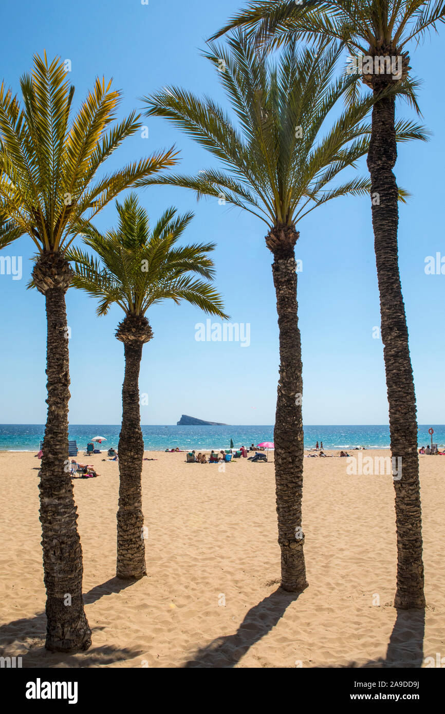 A view of Palm Trees on Levante Beach in Benidorm, Spain. The Rock of ...