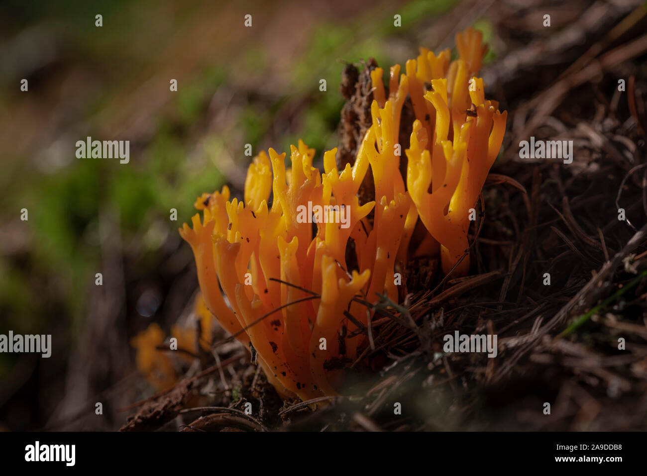 Extreme macro beard hi-res stock photography and images - Alamy