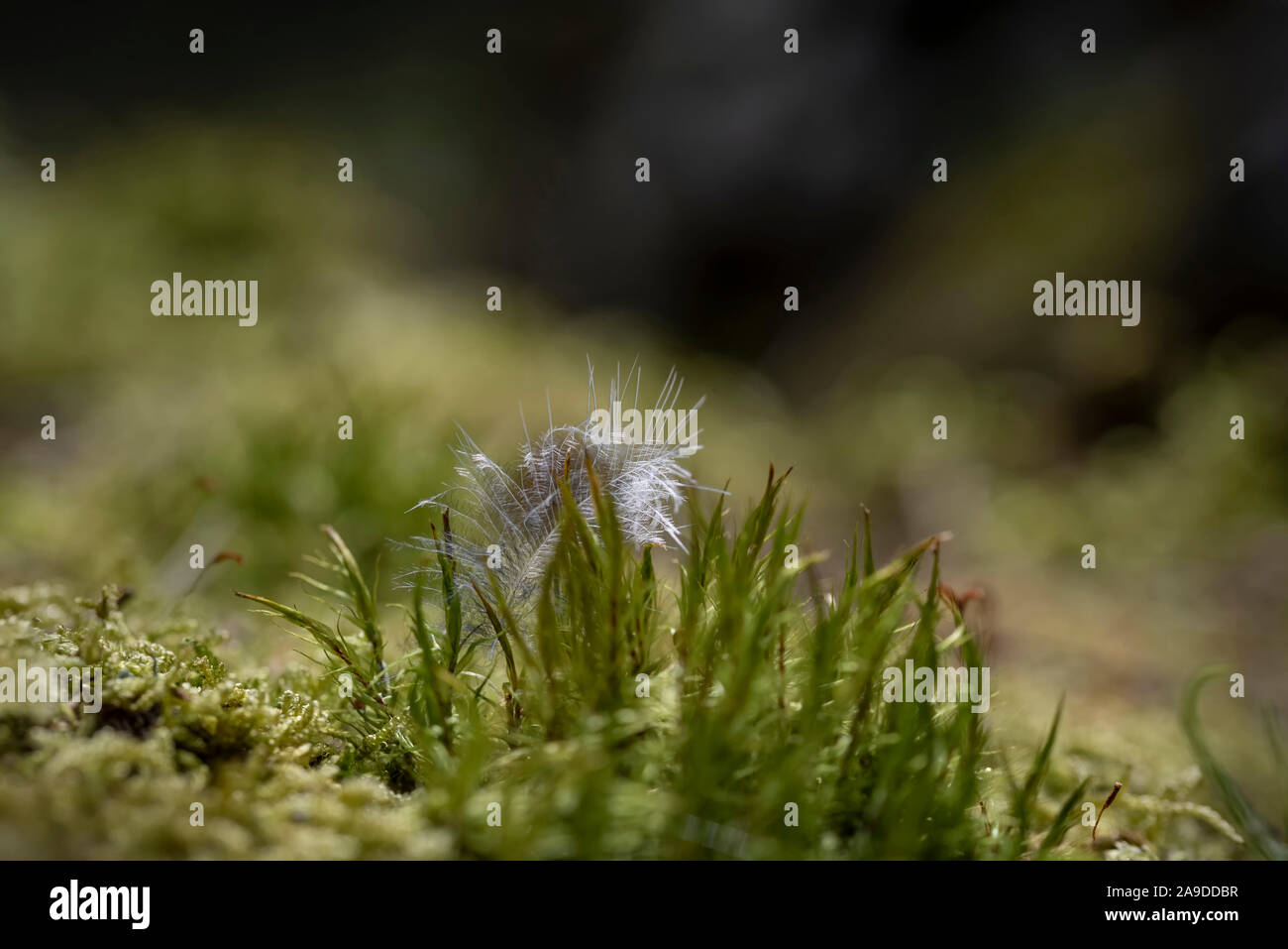 Fuzz feathers hi-res stock photography and images - Alamy